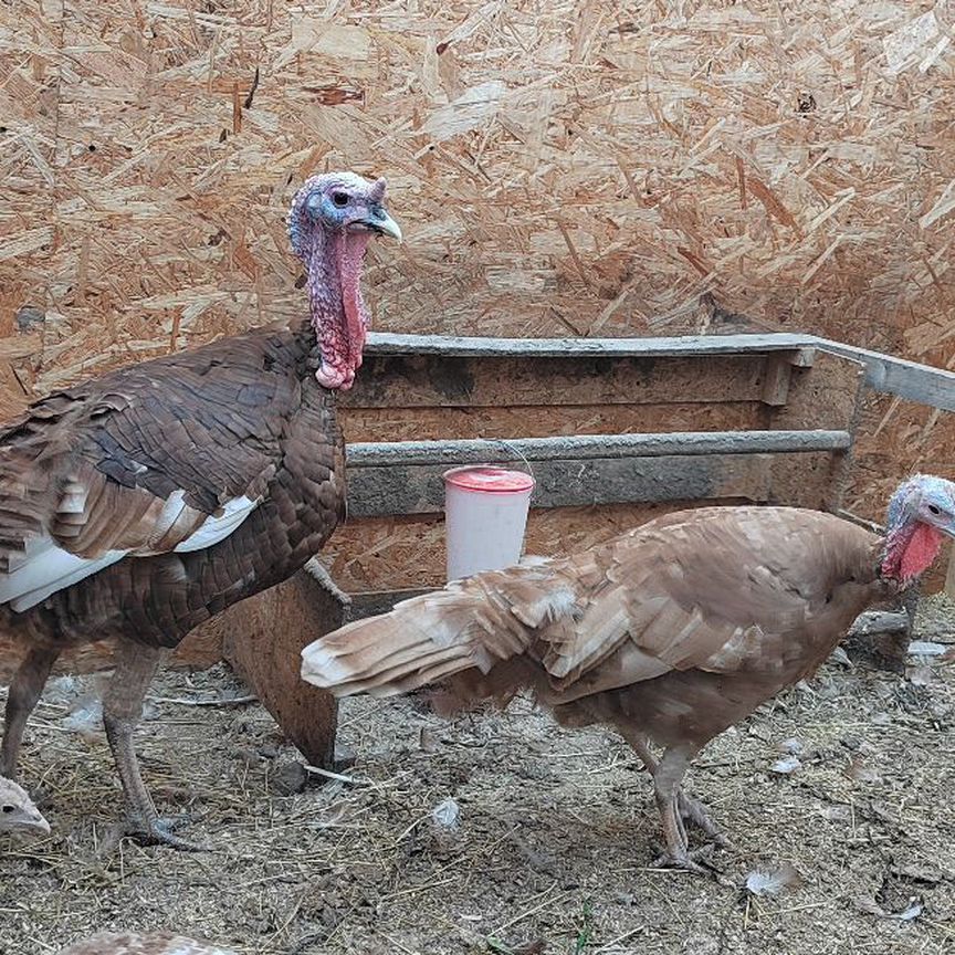 Индюки Красный бурбон