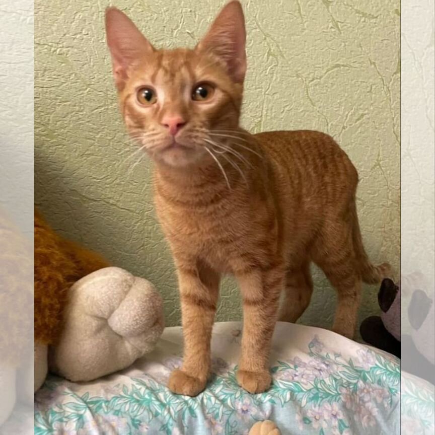 Котик Боня ,7 месяцев