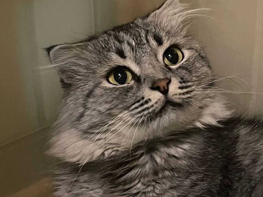 Шотландская вислоухая кошка
