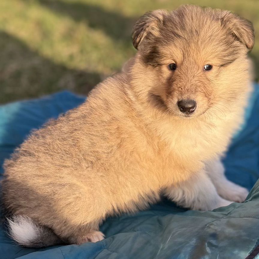 Колли, щенок