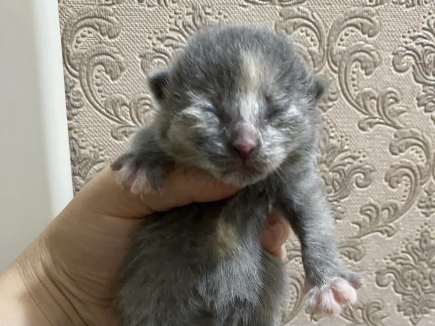 Котята в добрые руки бесплатно