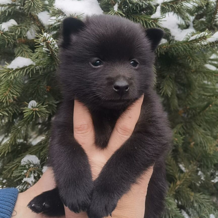 Щенки схипперке