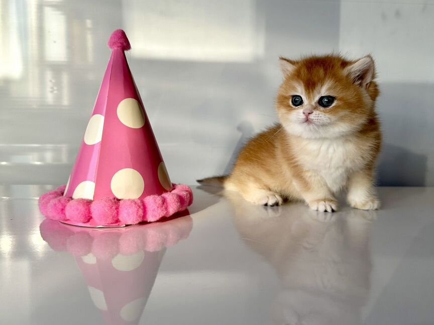 Британская золотая шиншилла