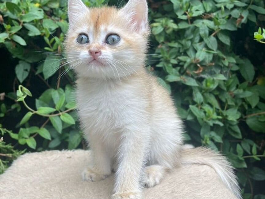 Котята золотая шиншилла