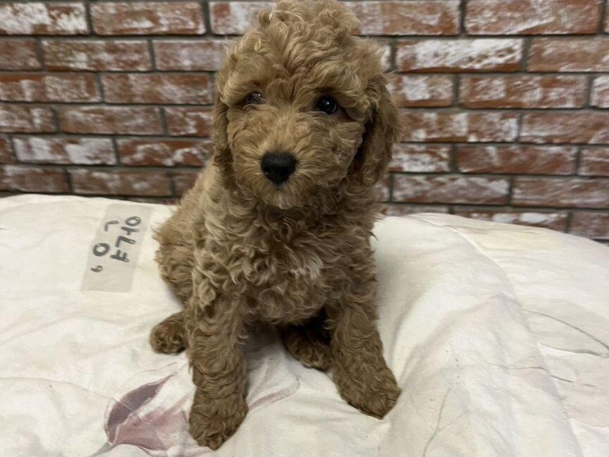 Щенок карликового пуделя(девочка)