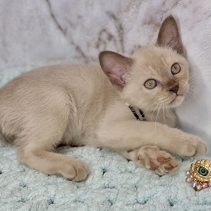 Шикарные Бурманские котята