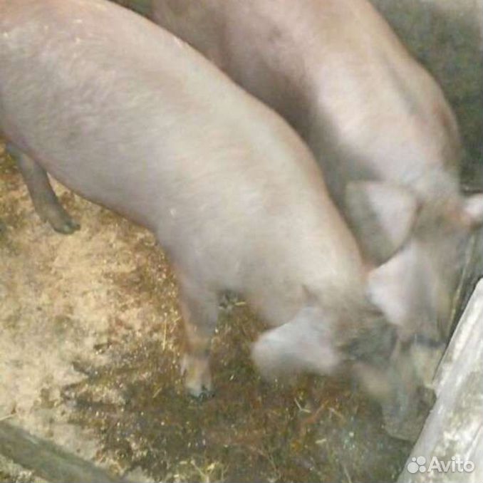 Поросенок ландрас, с белой крупной