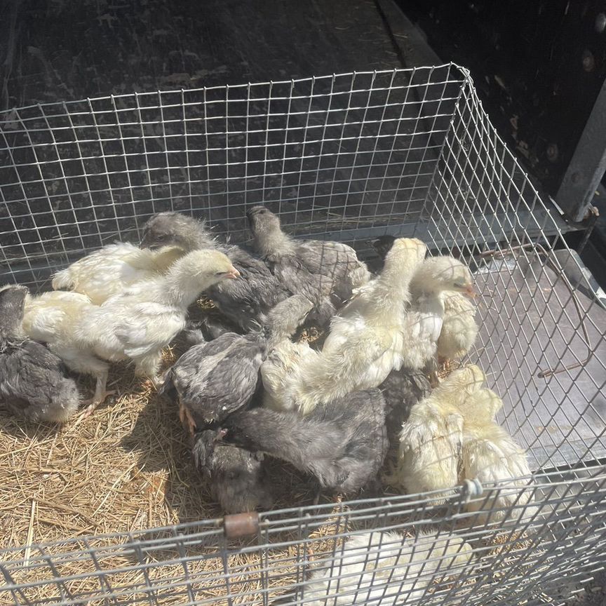 Цыплята домашние