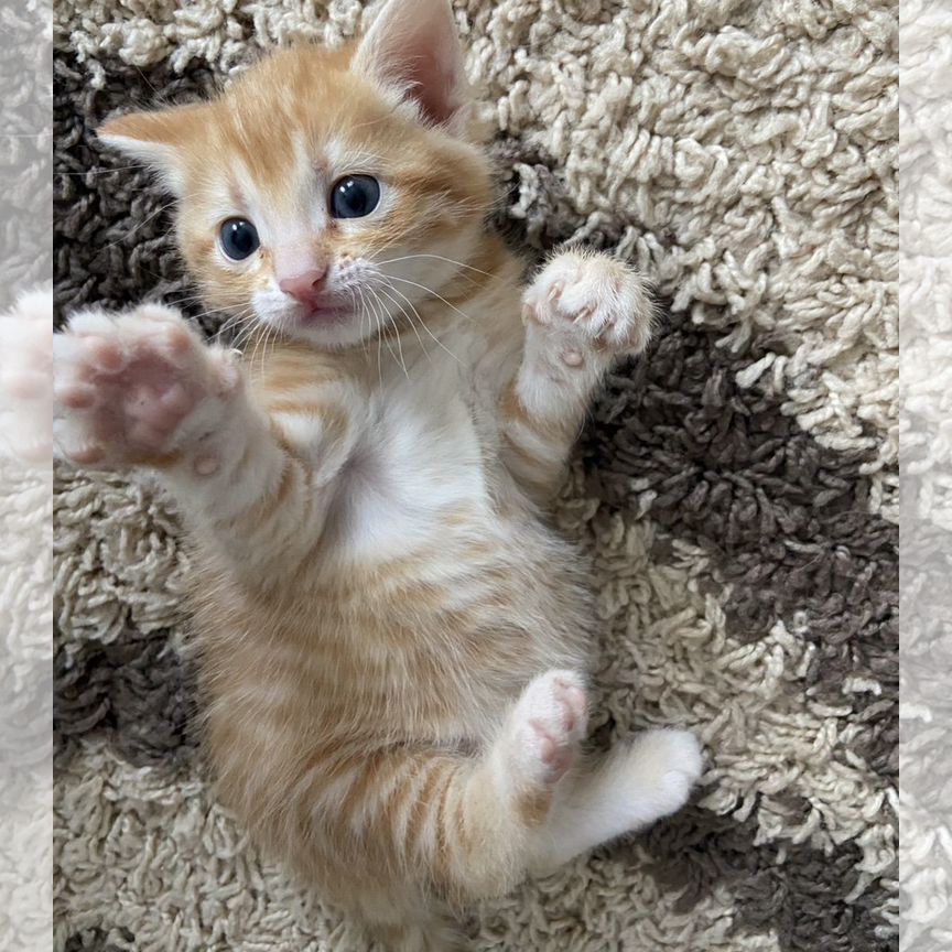 Рыжий котенок