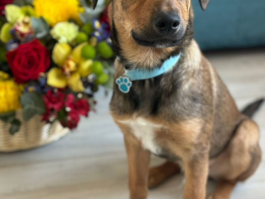 Щенок в добрые руки бесплатно