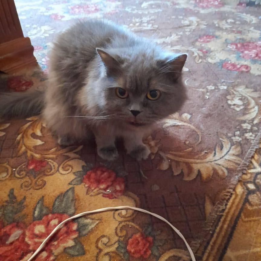 Кошку выгнали на улицу