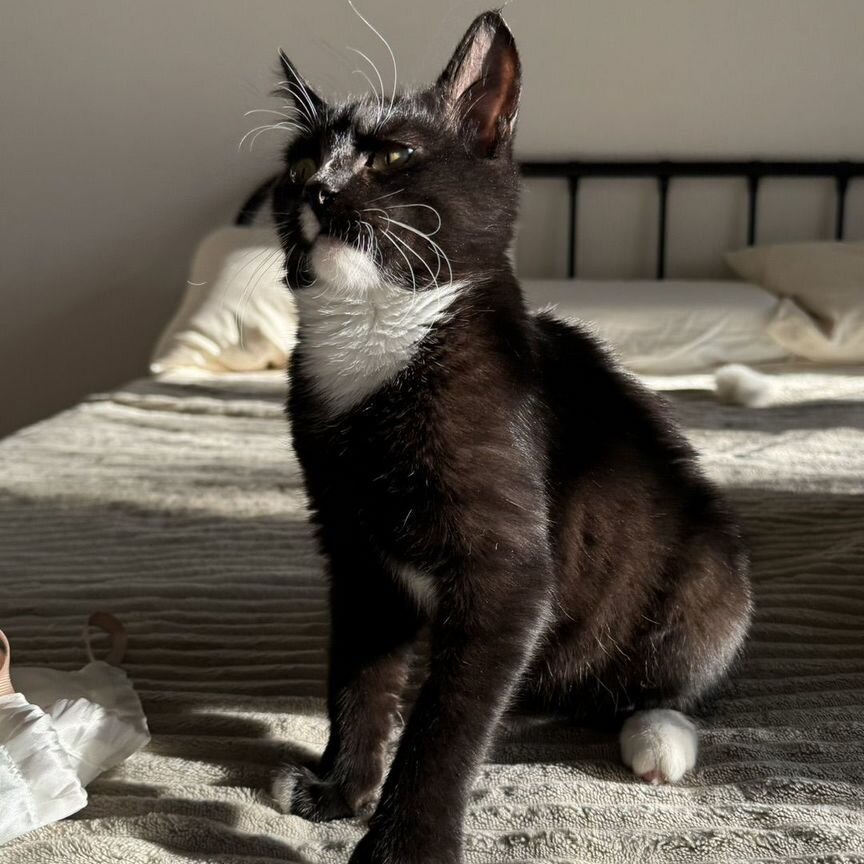 Бесплатный котик