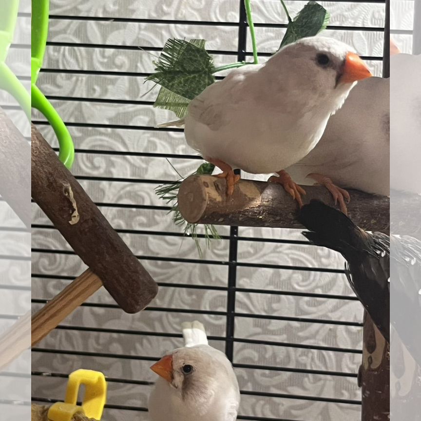 Зебровые амадины