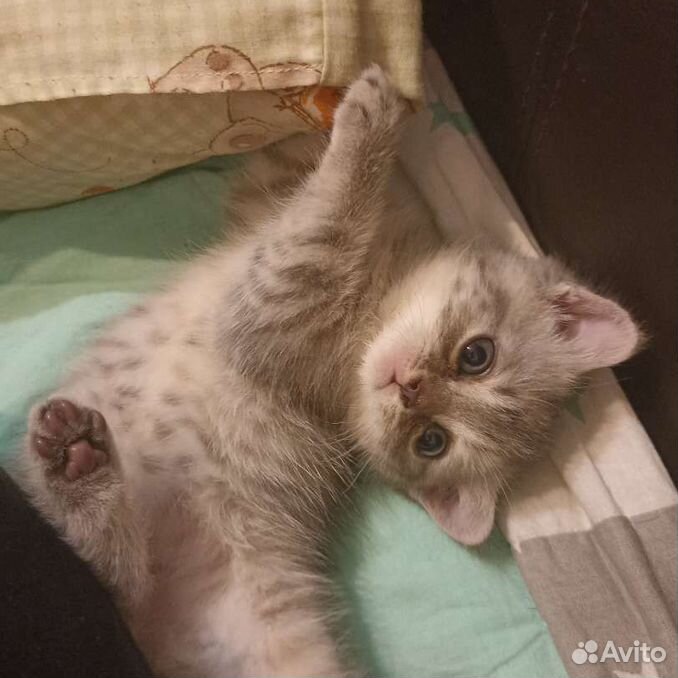 Шотладская прямоухая