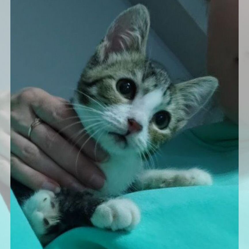 Котята в добрые руки бесплатно девочка