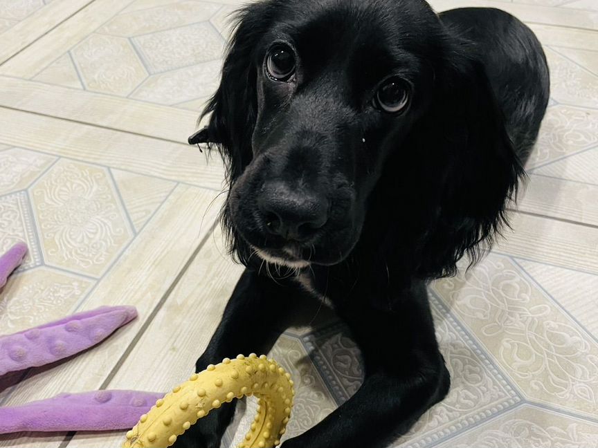 Русский охотничий спаниель