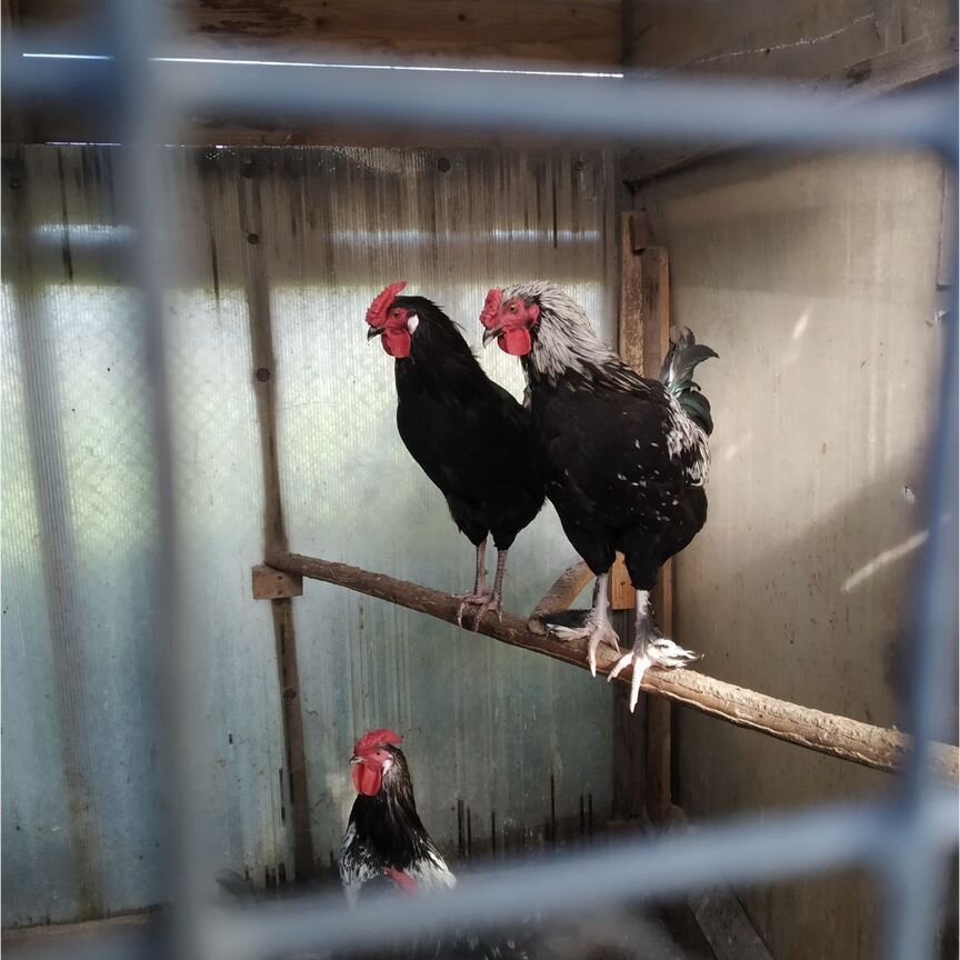 Петушки молодые