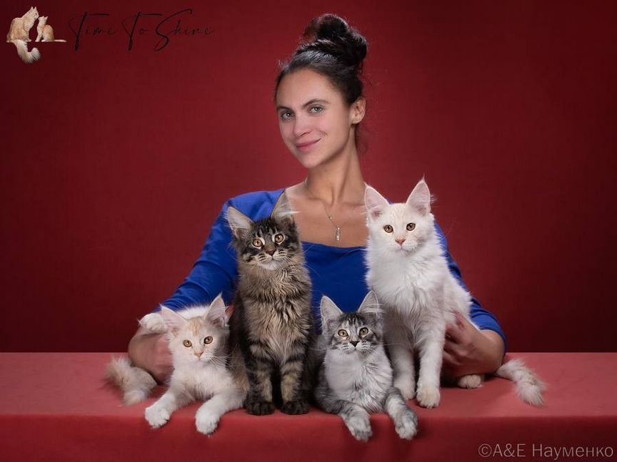 Котята мейн-кун из питомника