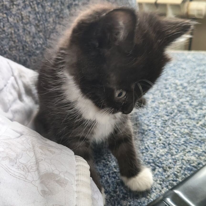 Котёнок в добрые руки