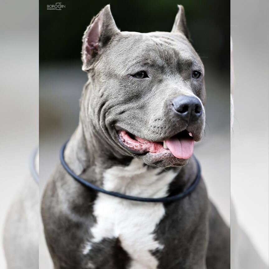 Американский стаффордширский терьер, вязка