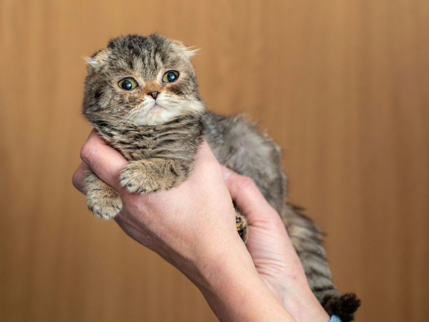 Шотладские кошечки