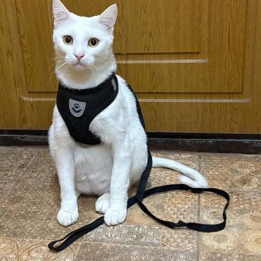 Взрослый кот в добрые руки