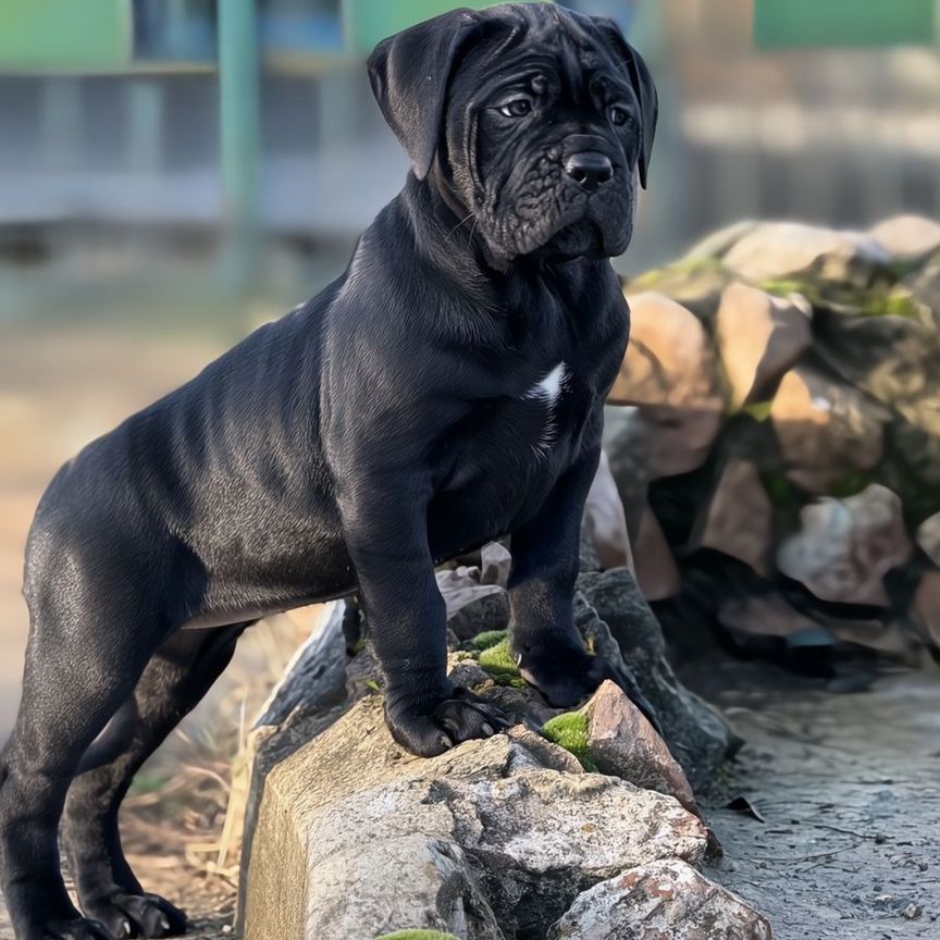 Кане-корсо, щенок