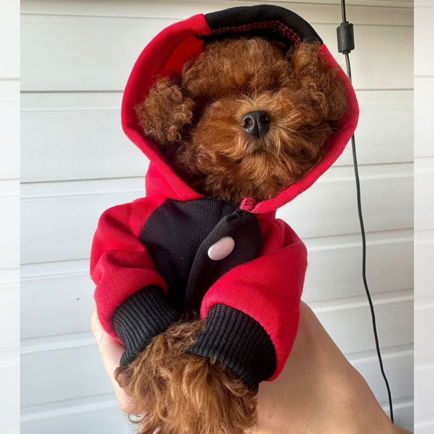 Девочка Тедди пудель Китай