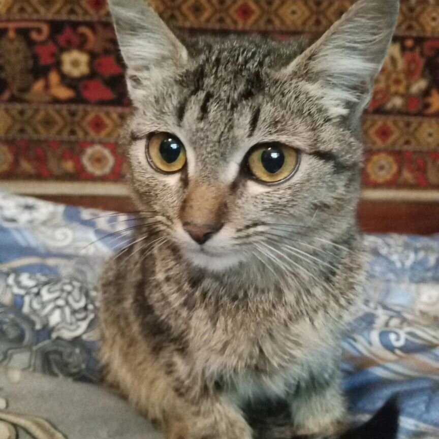 Котейкин 3 мес в семью