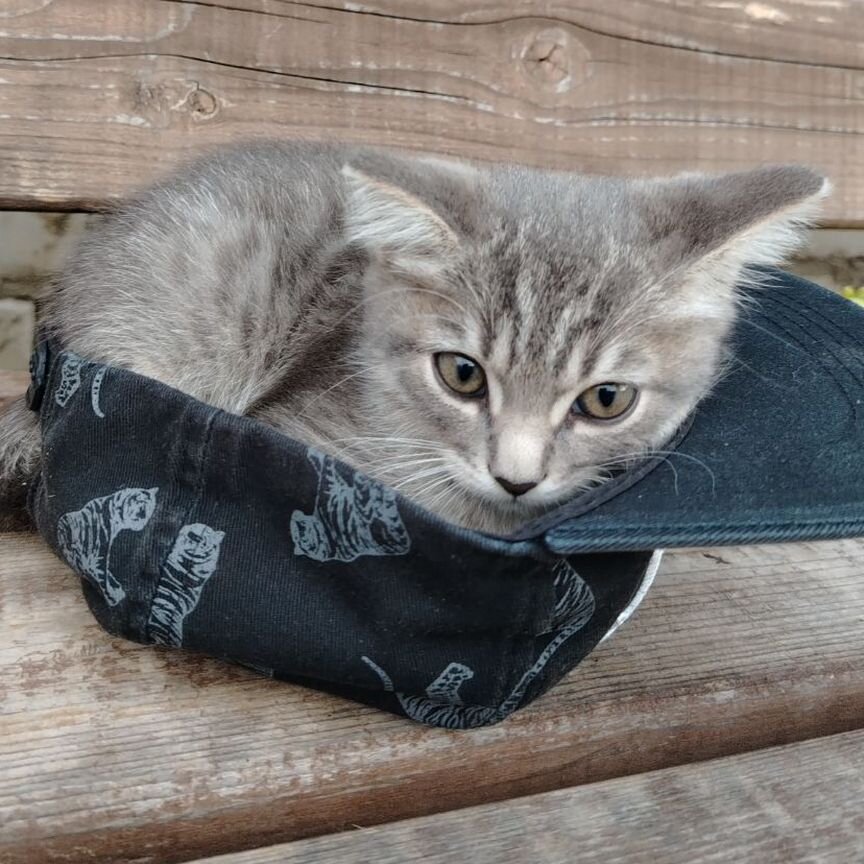 Котенок в добрые руки, остался один