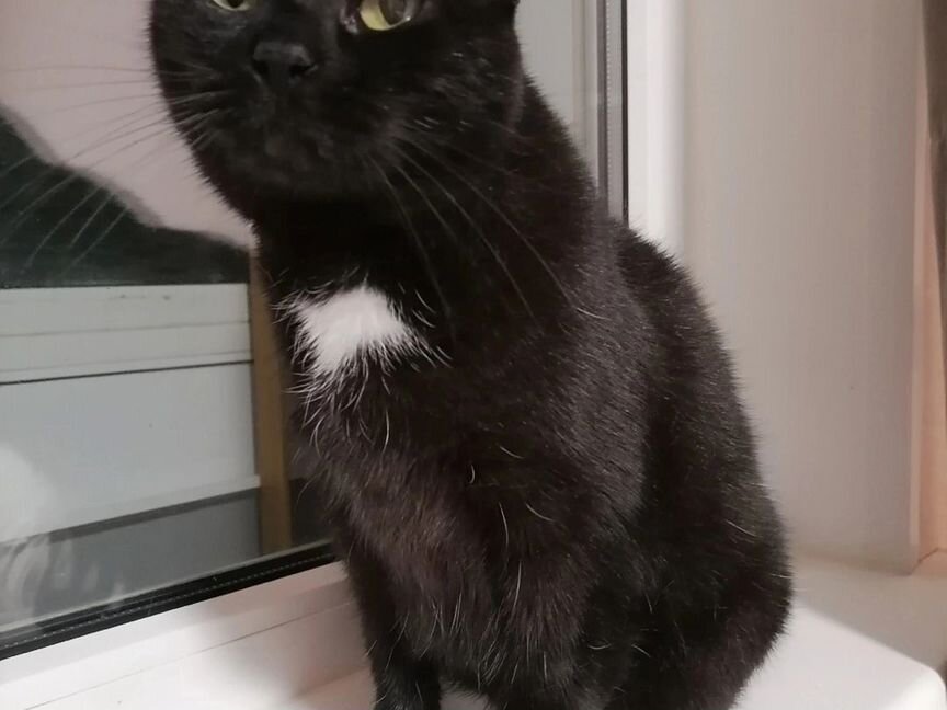 Трехлапая Барби ищет дом