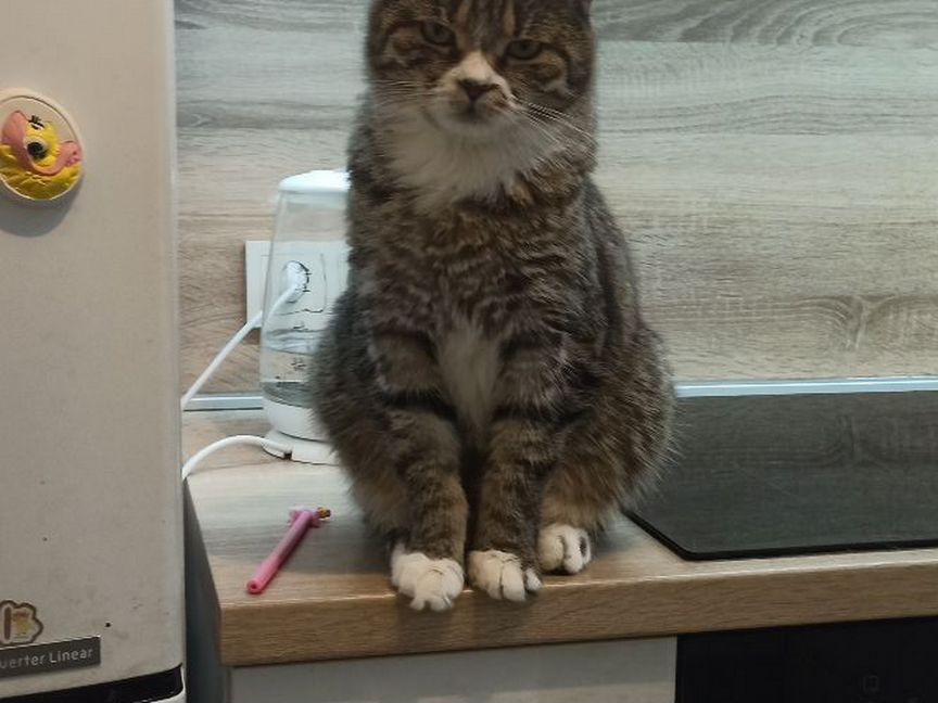 В добрые руки кот и кошка