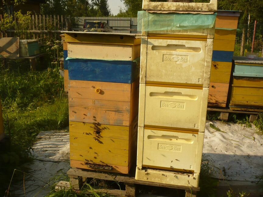 Продам пчелопакеты