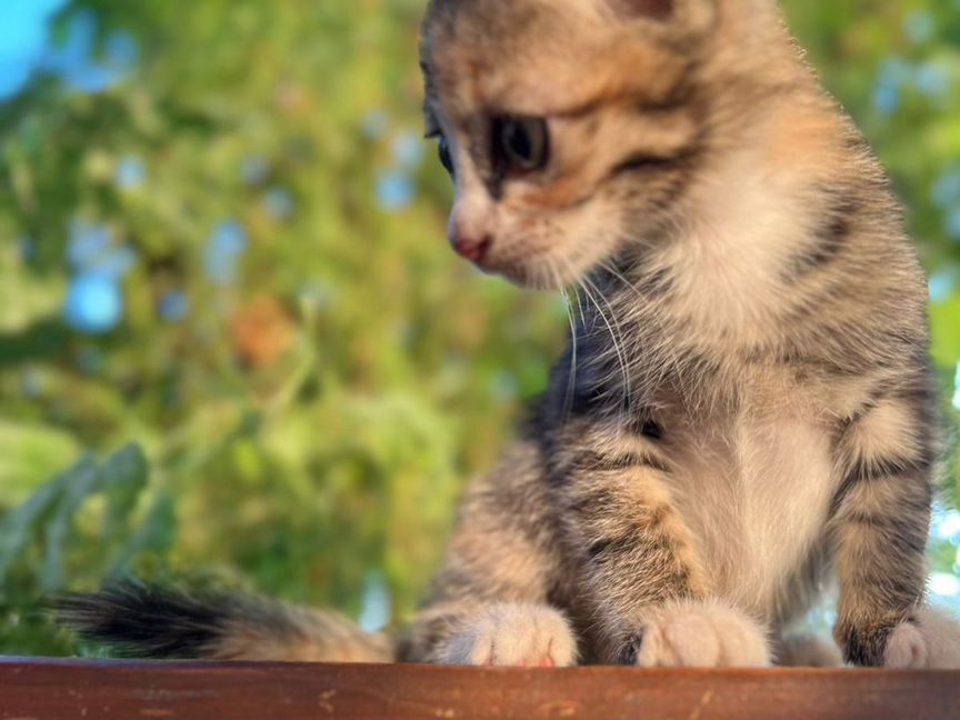 Котята от кошки крысоловки