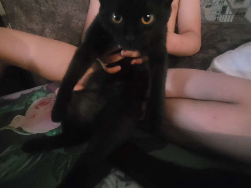 Кошка в дар бесплатно