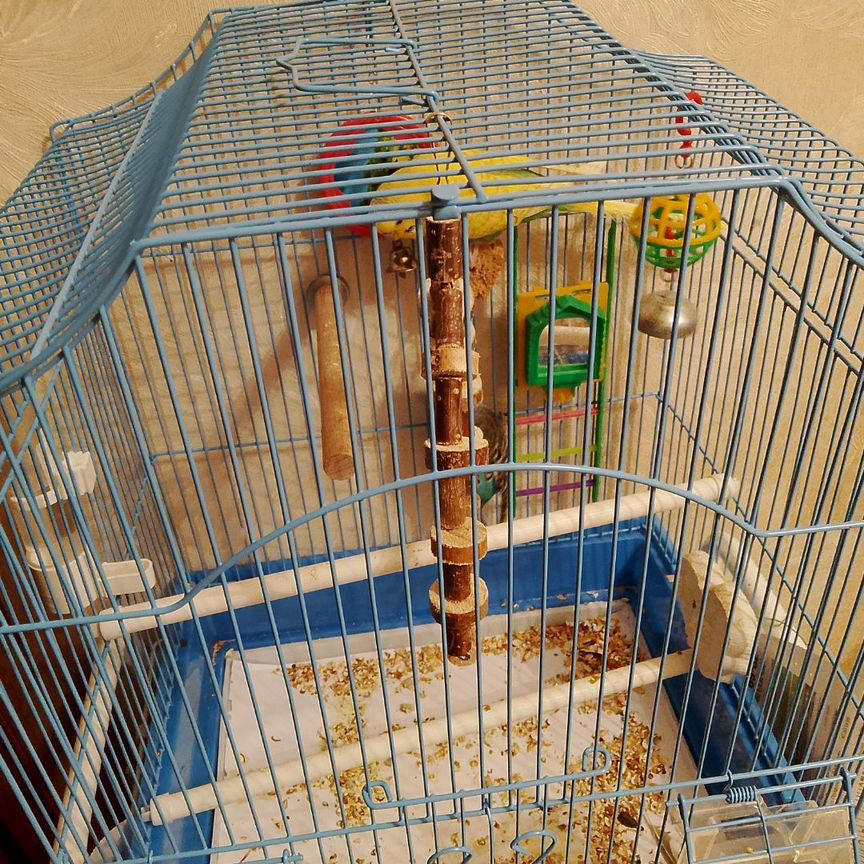 Волнистый попугай ручной с клеткой