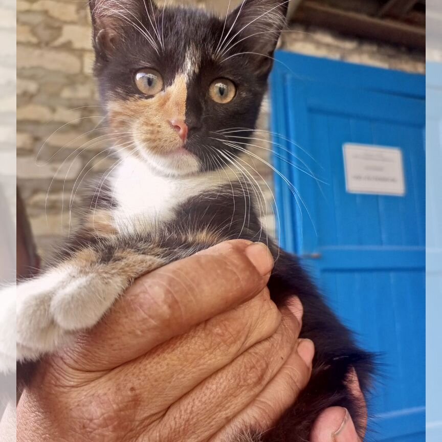 Отдам в хорошие руки котят 4 месяца