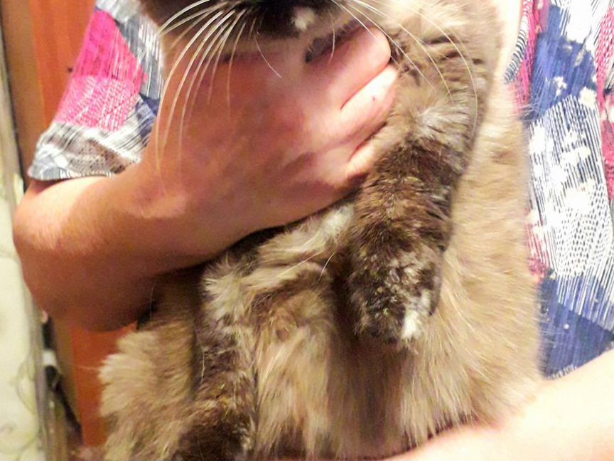 Кошка в добрые руки