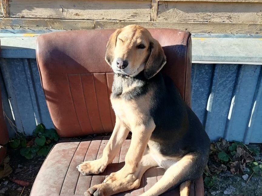 Русская гончая