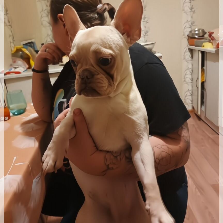 Французский бульдог, щенок