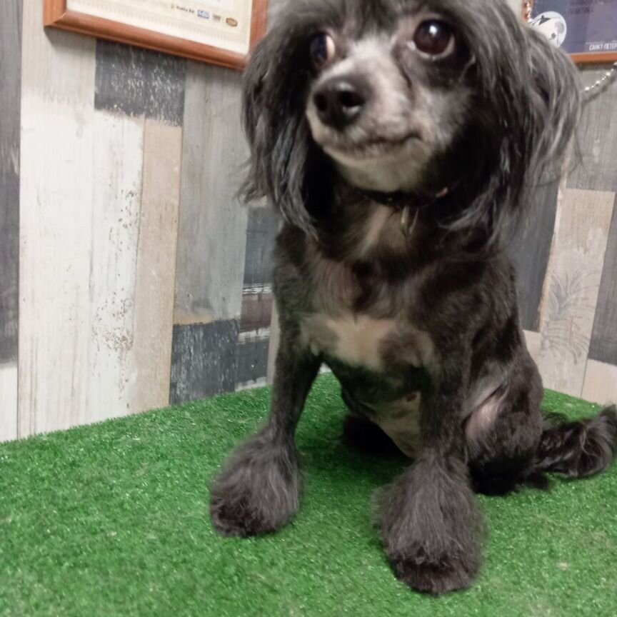 Маленькая собачка в добрые руки