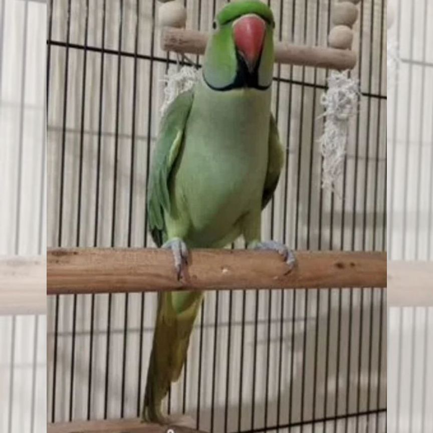 Ожереловый попугай самец