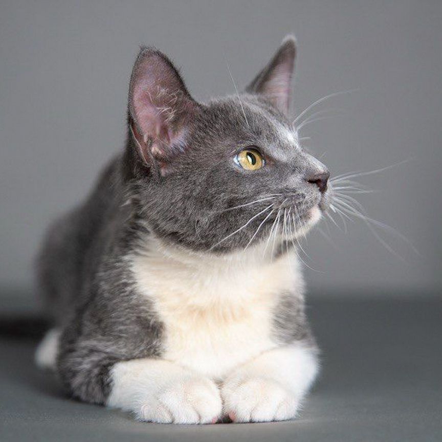 Котик в добрые руки