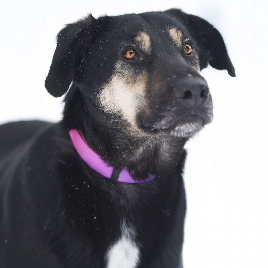 Прекрасная послушная собака из приюта