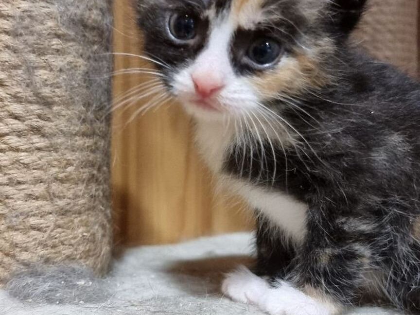 Кошка