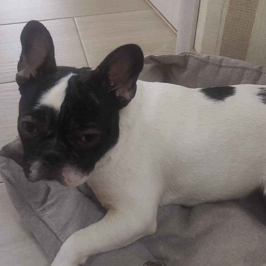 Продам французского бульдога - девочку