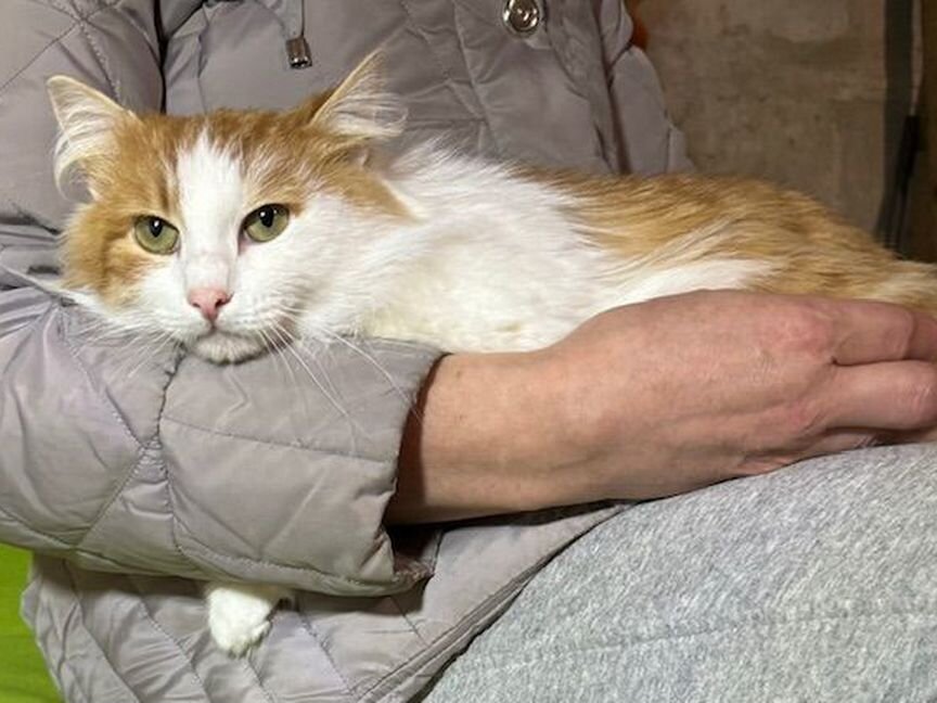 Молодой котик - самый ласковый в добрые руки