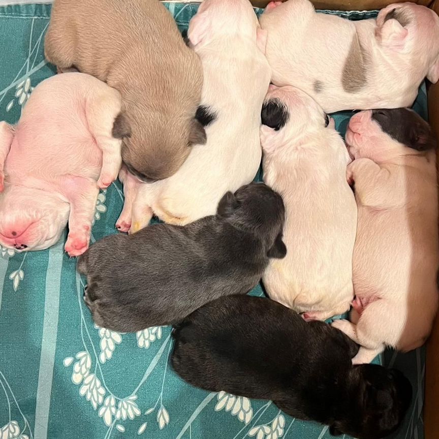 Французский бульдог щенки