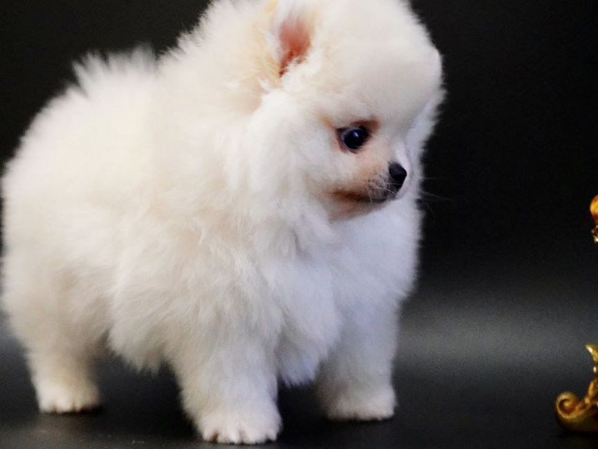 Померанское счастье