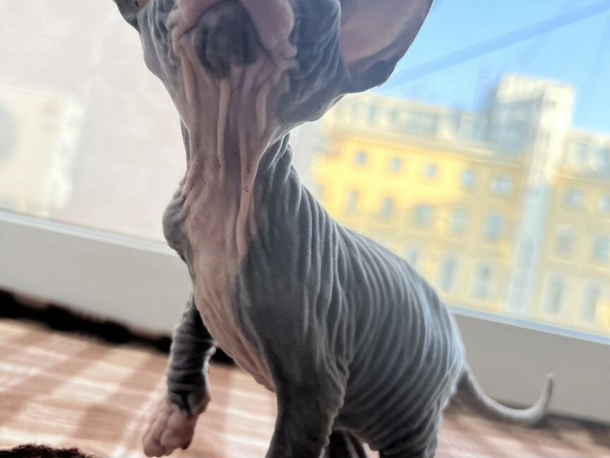 Котята Сфинкс